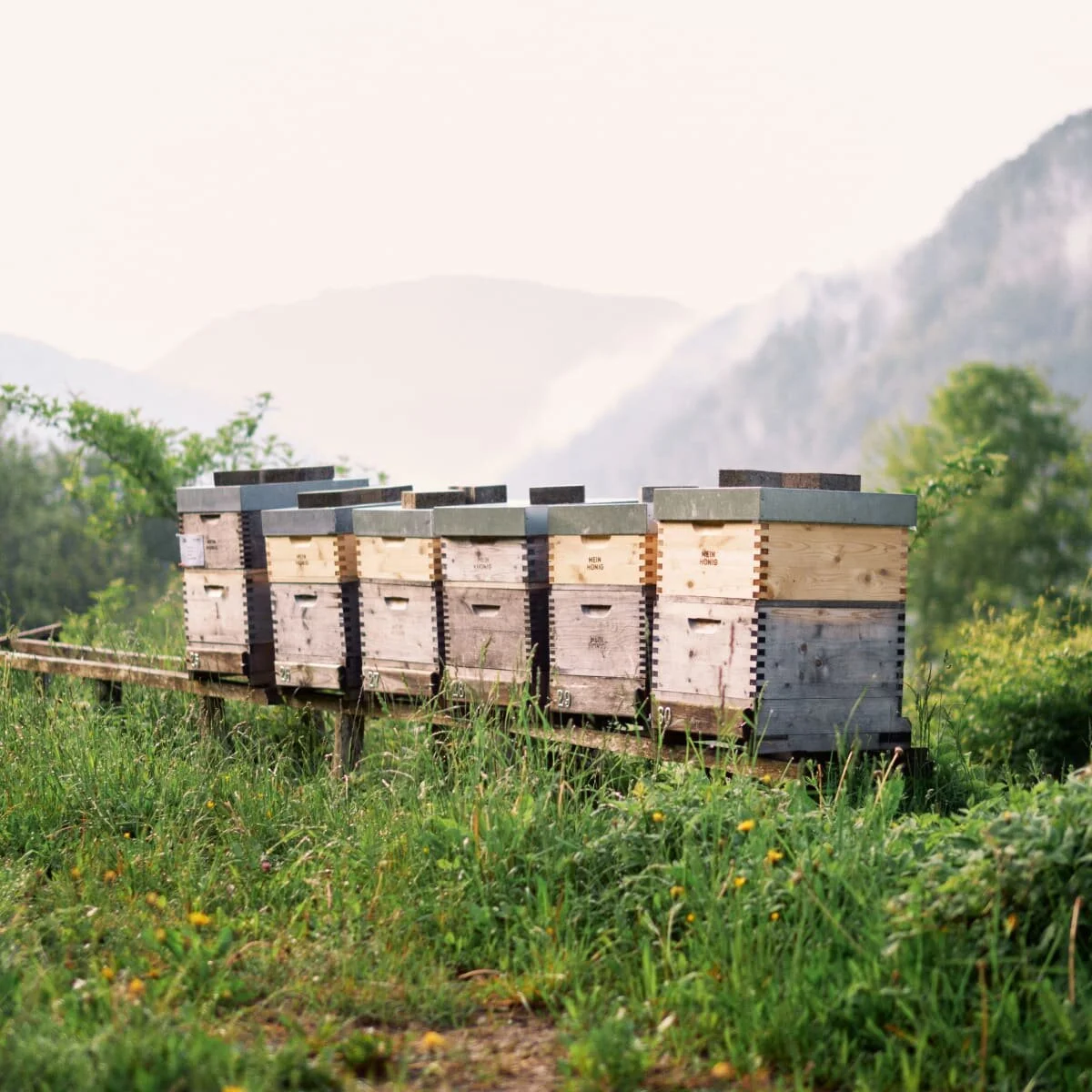 Mein Honig – Bio Honig & Bienenprodukte aus Österreich