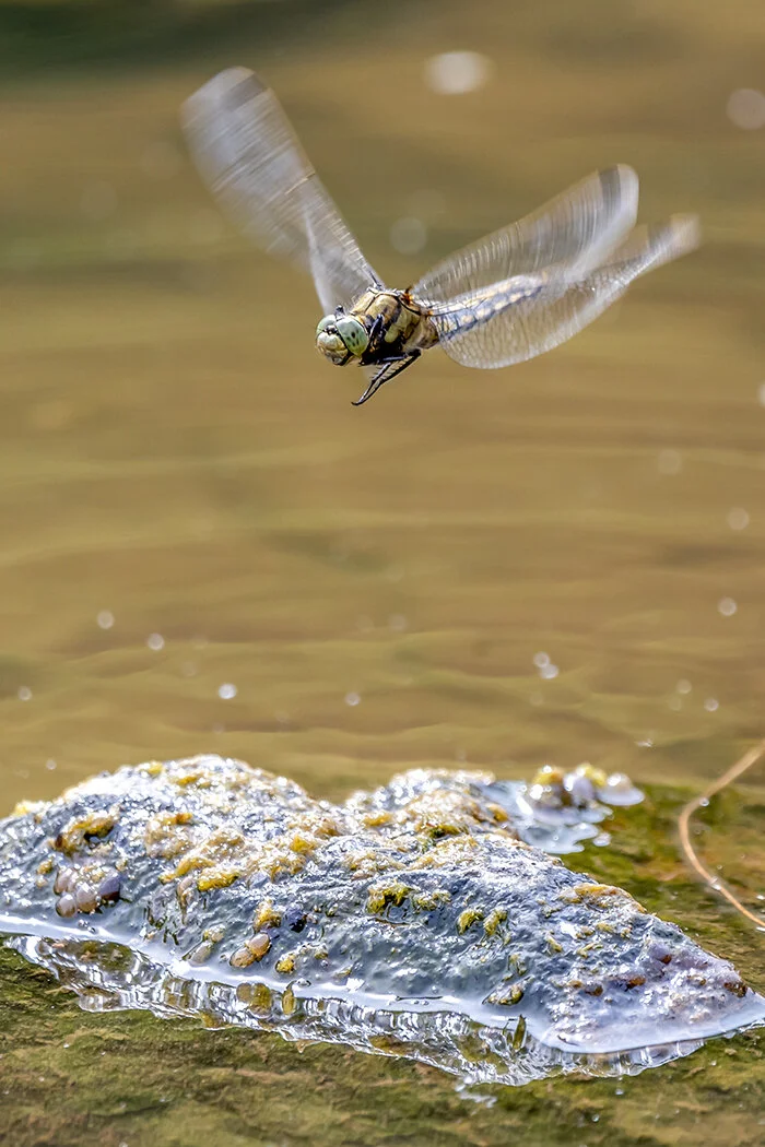 Plymouth Camera Club