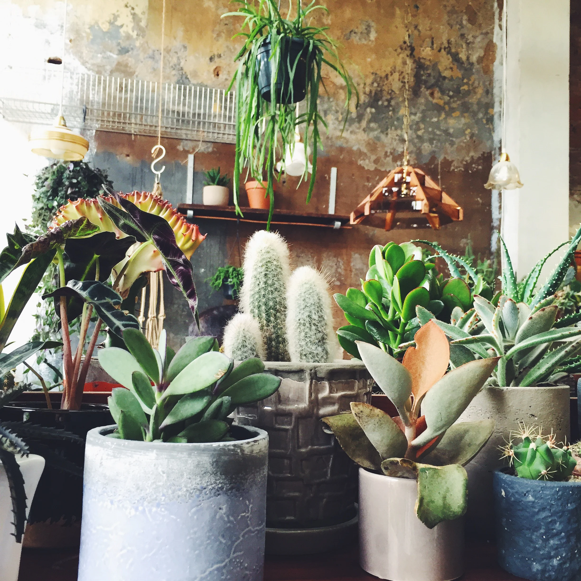 My Favourite Succulent and Cacti Shops in East London 🌵 — Booksandquills