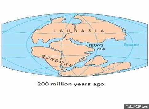 Gondwana Trees of Arderne