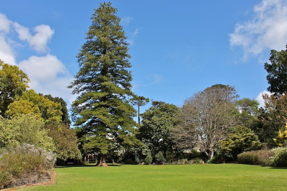 Gondwana Trees of Arderne