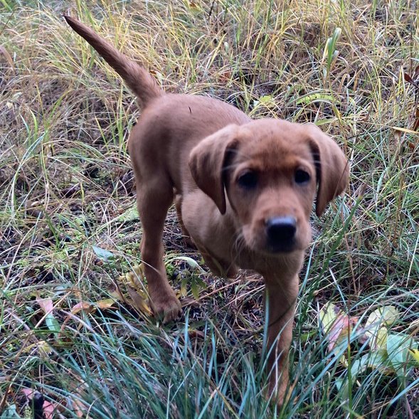 Iowa Red Labs - Fox Red Pointing Lab Puppies For Sale - Hunting Dogs ...