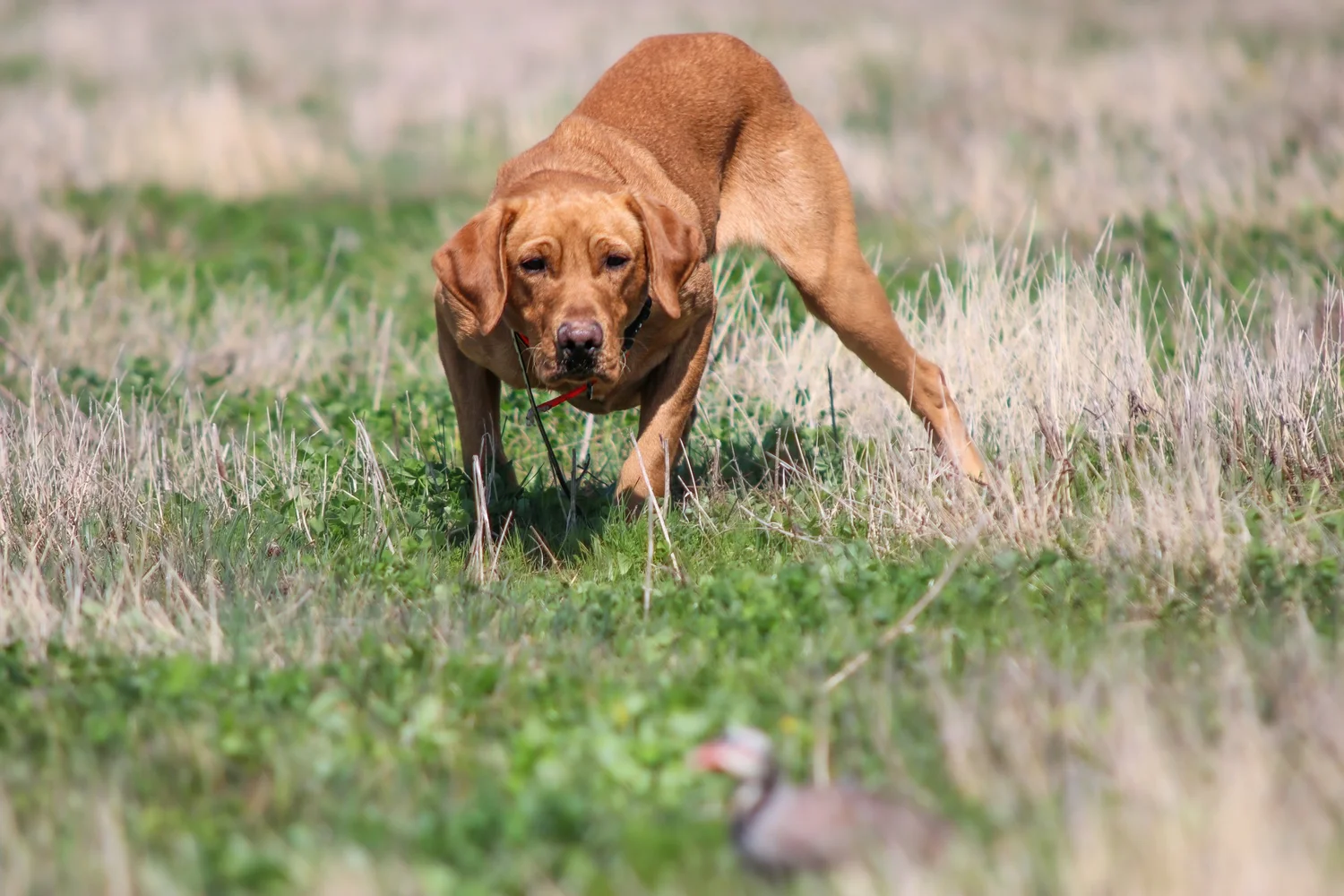 Our Males — Fox Red Pointing Lab Puppies For Sale - Iowa Red Labs ...