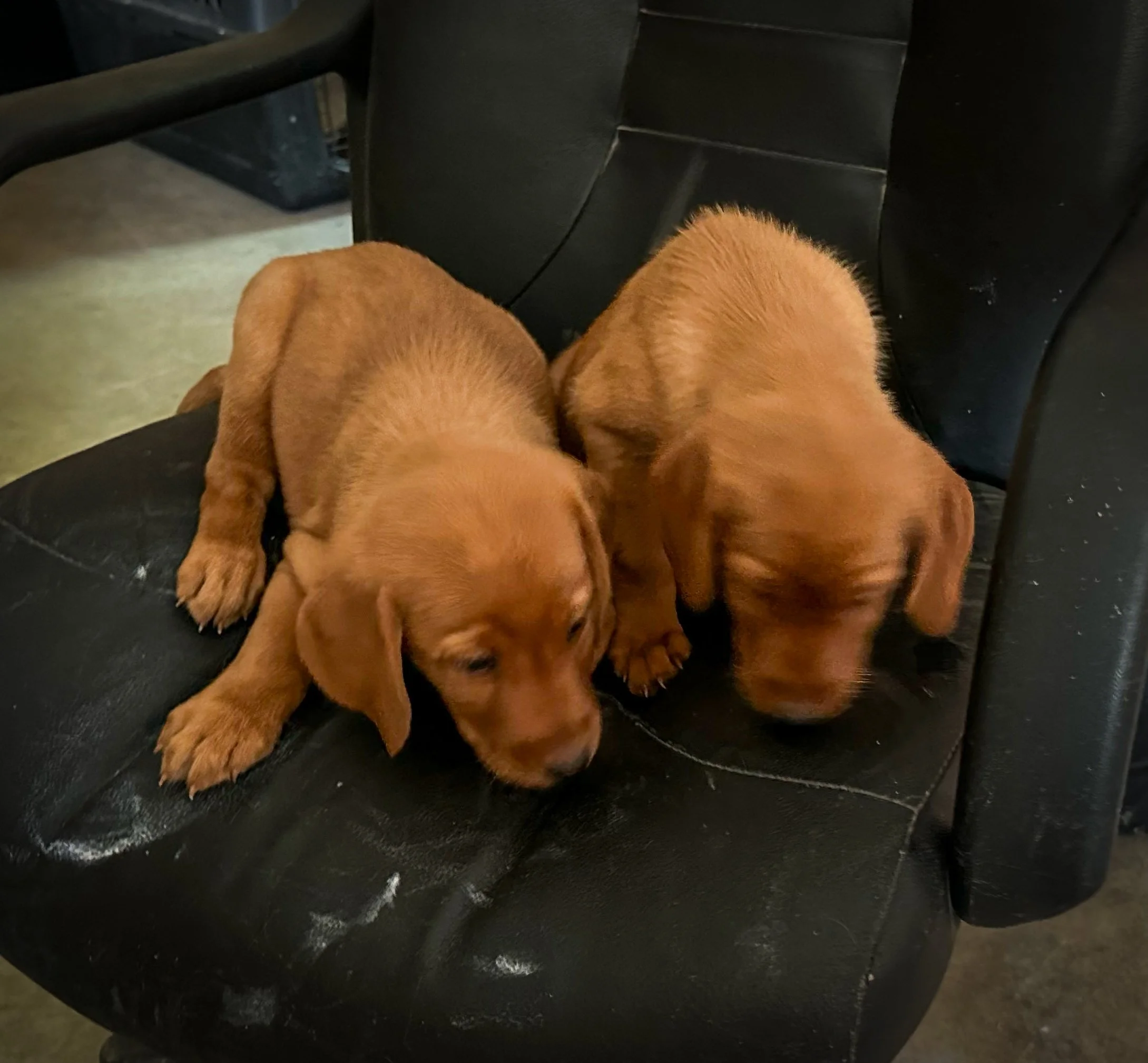 Red Lab Puppy