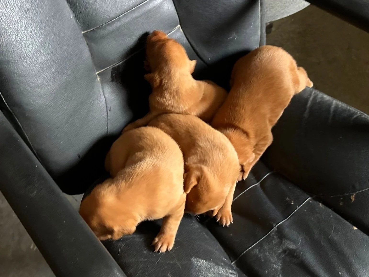 Iowa Red Labs - Fox Red Pointing Lab Puppies For Sale - Hunting Dogs ...