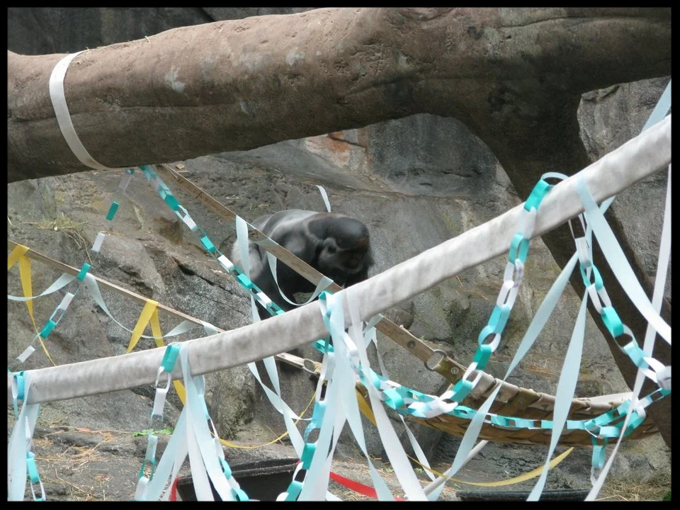 How To Understand Zoo Enrichment — Why Animals Do The Thing