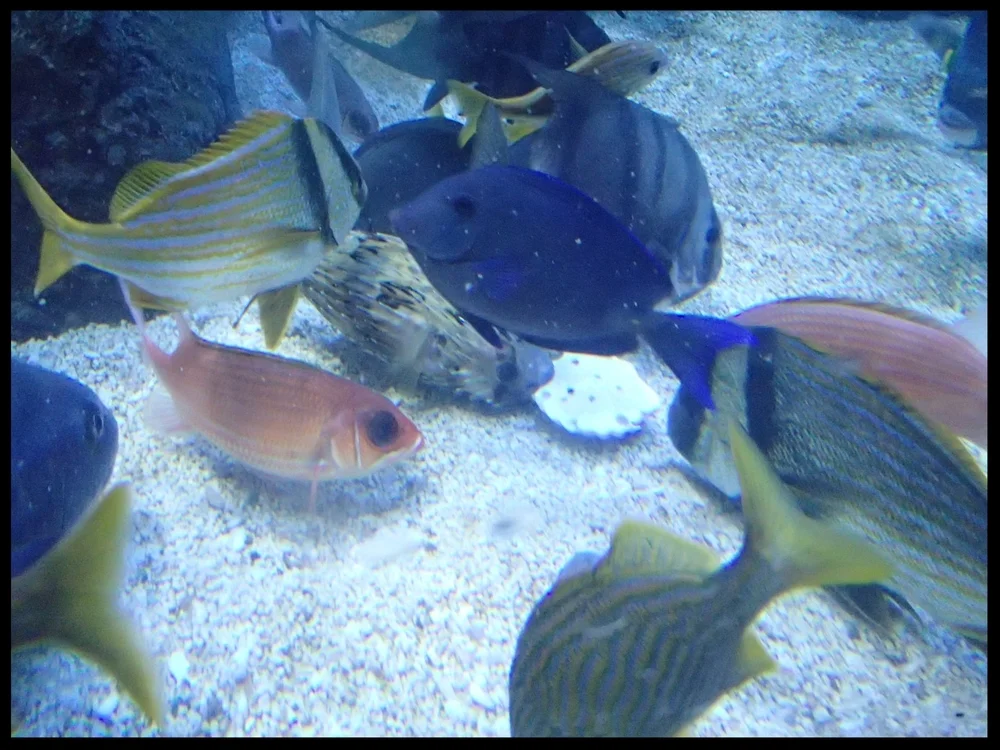 How To Understand Zoo Enrichment — Why Animals Do The Thing