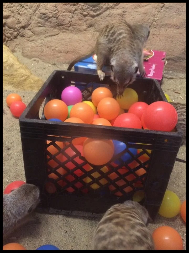 How To Understand Zoo Enrichment — Why Animals Do The Thing