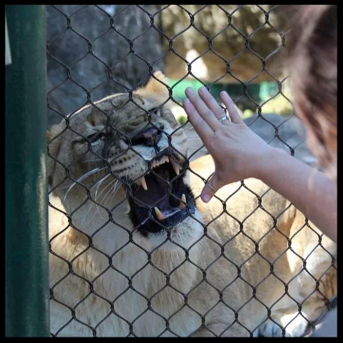 How To Understand Zoo Animal Training — Why Animals Do The Thing