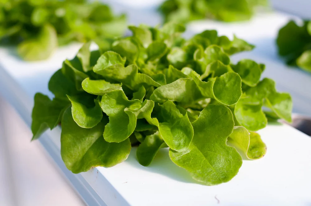 Salad Days Produce
