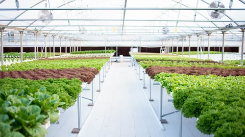 Salad Days Produce