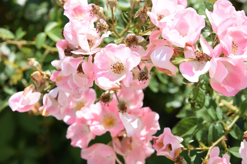 Louis Flower Power Shop