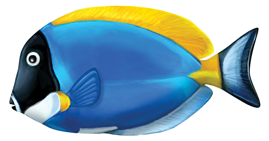 Porcelain Powder Blue Tang Mosaic — Custom Mosaics