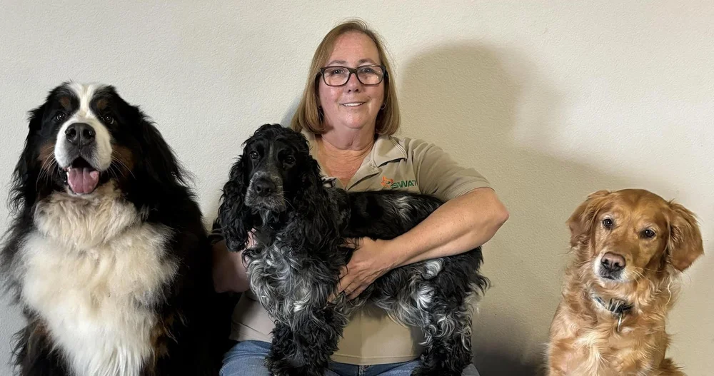 Trainers — Doggy Day Out