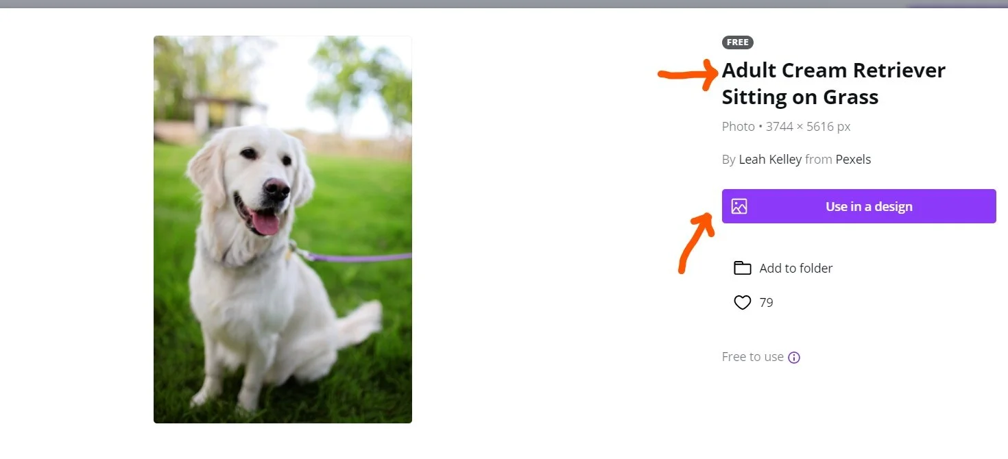 Finding Free Photos in Canva | Coder Kids