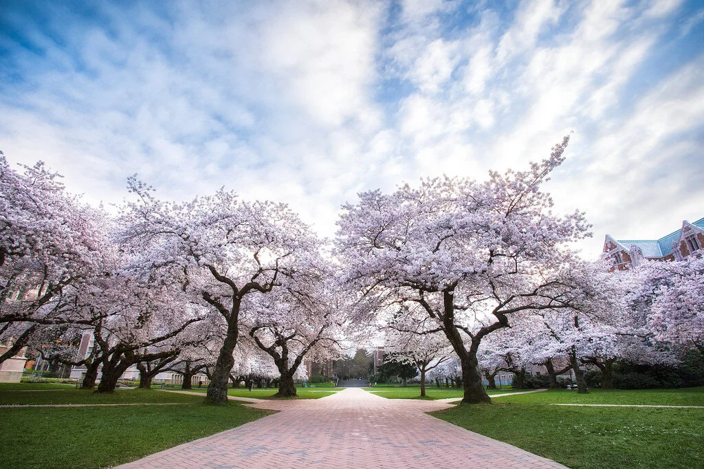 UW IFC