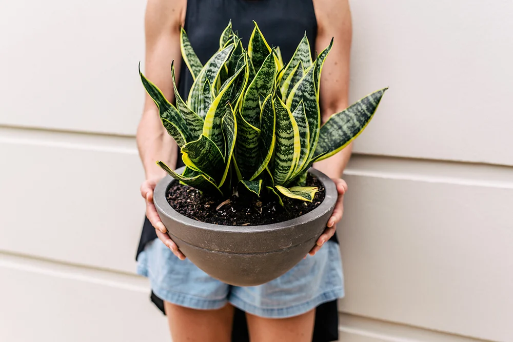 MEET THE 5 NEW 'IT' PLANTS — Adore Home Magazine