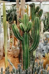 DESTINATION: ORANA CACTUS WORLD — Adore Home Magazine