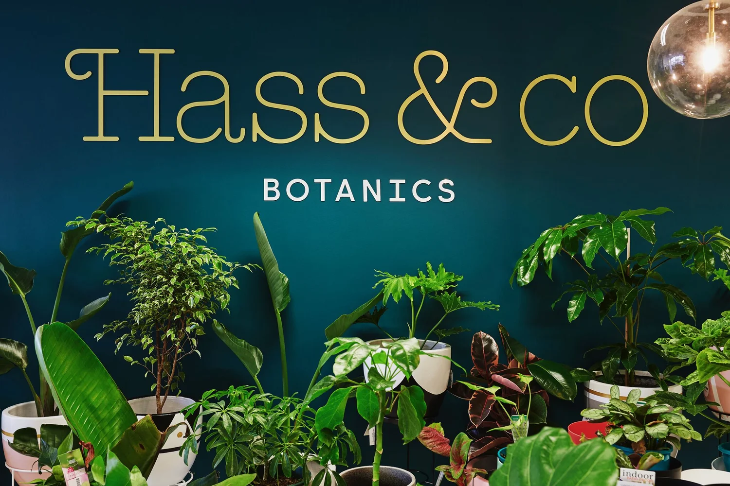 Store Profile: Hass & Co Botanics — Adore Home Magazine