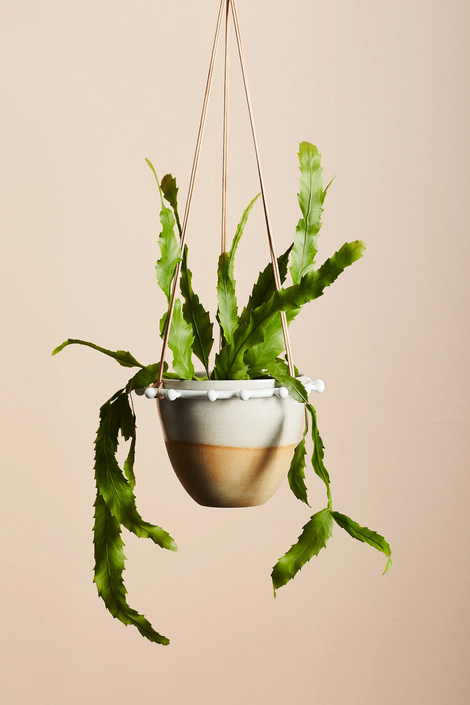 Ivy Muse 'Playback' — Adore Home Magazine