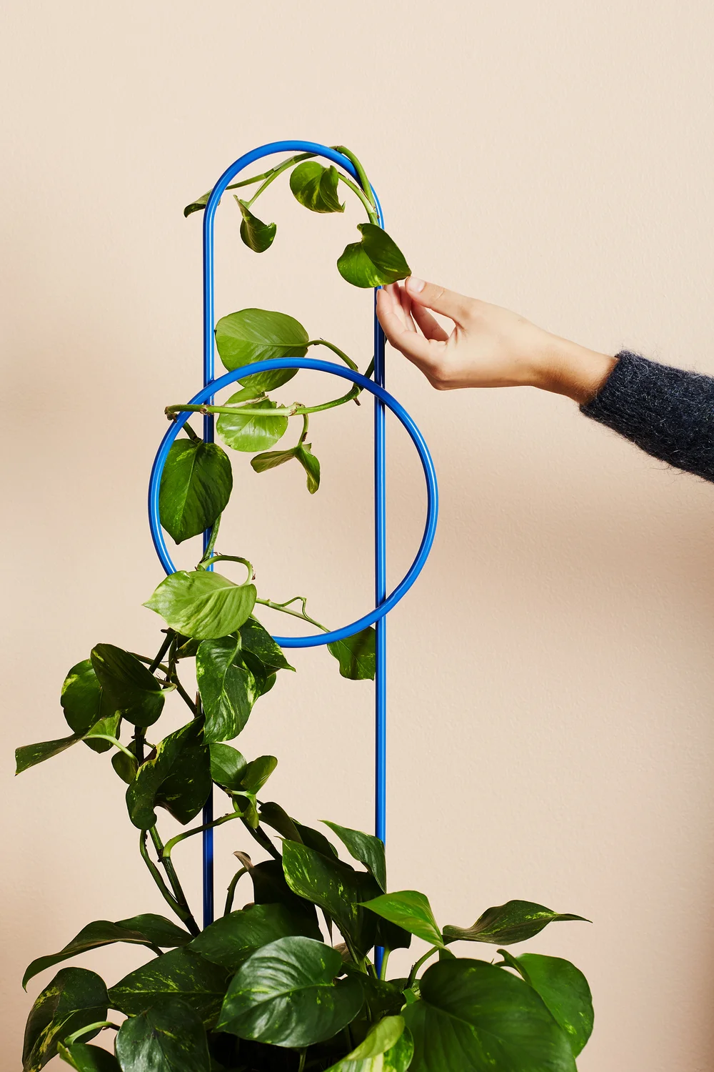 Ivy Muse 'Playback' — Adore Home Magazine