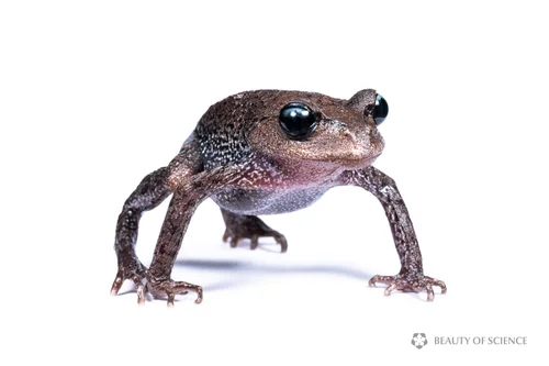 Emei Moustache Toad — Beauty of Science