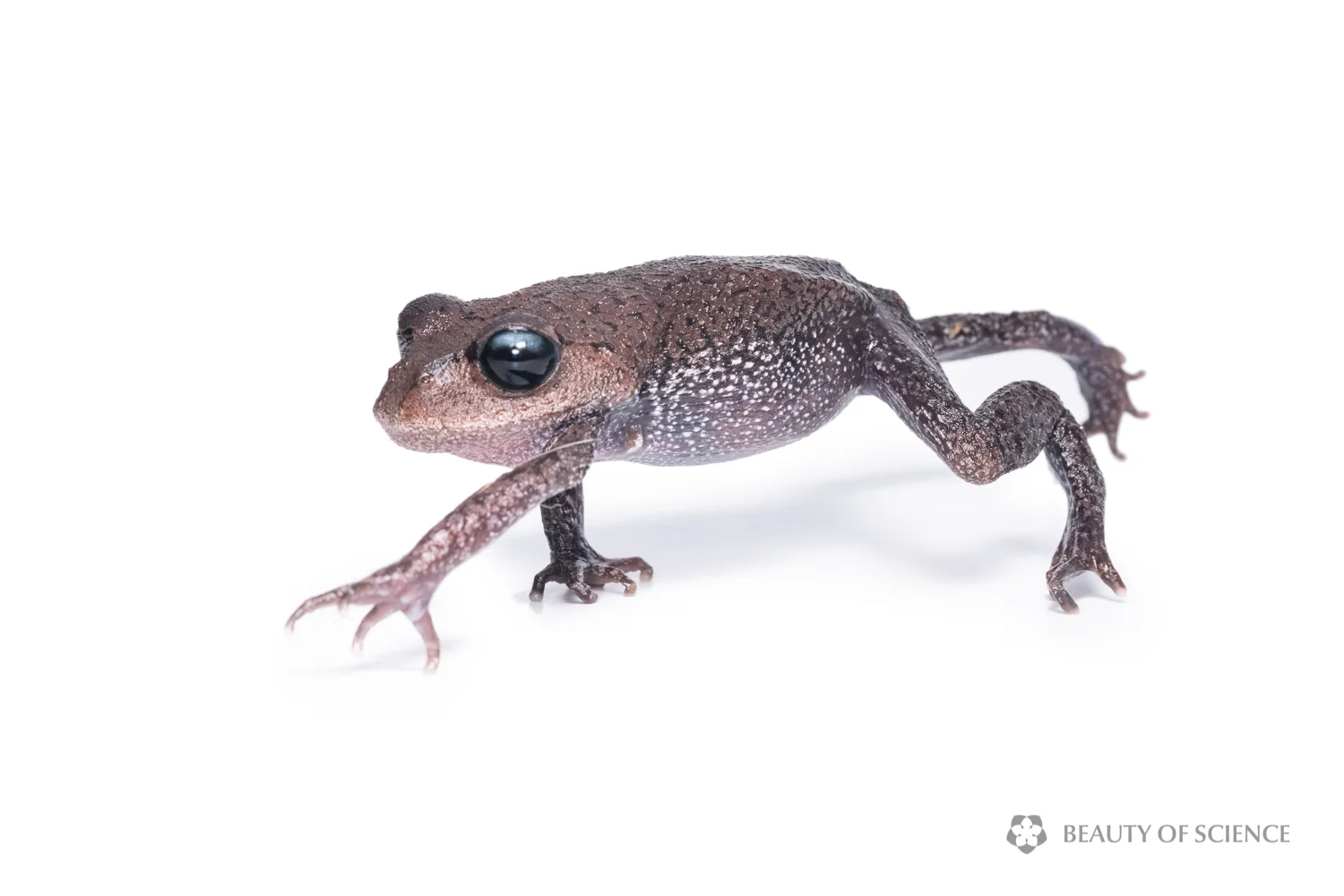 Emei Moustache Toad — Beauty of Science
