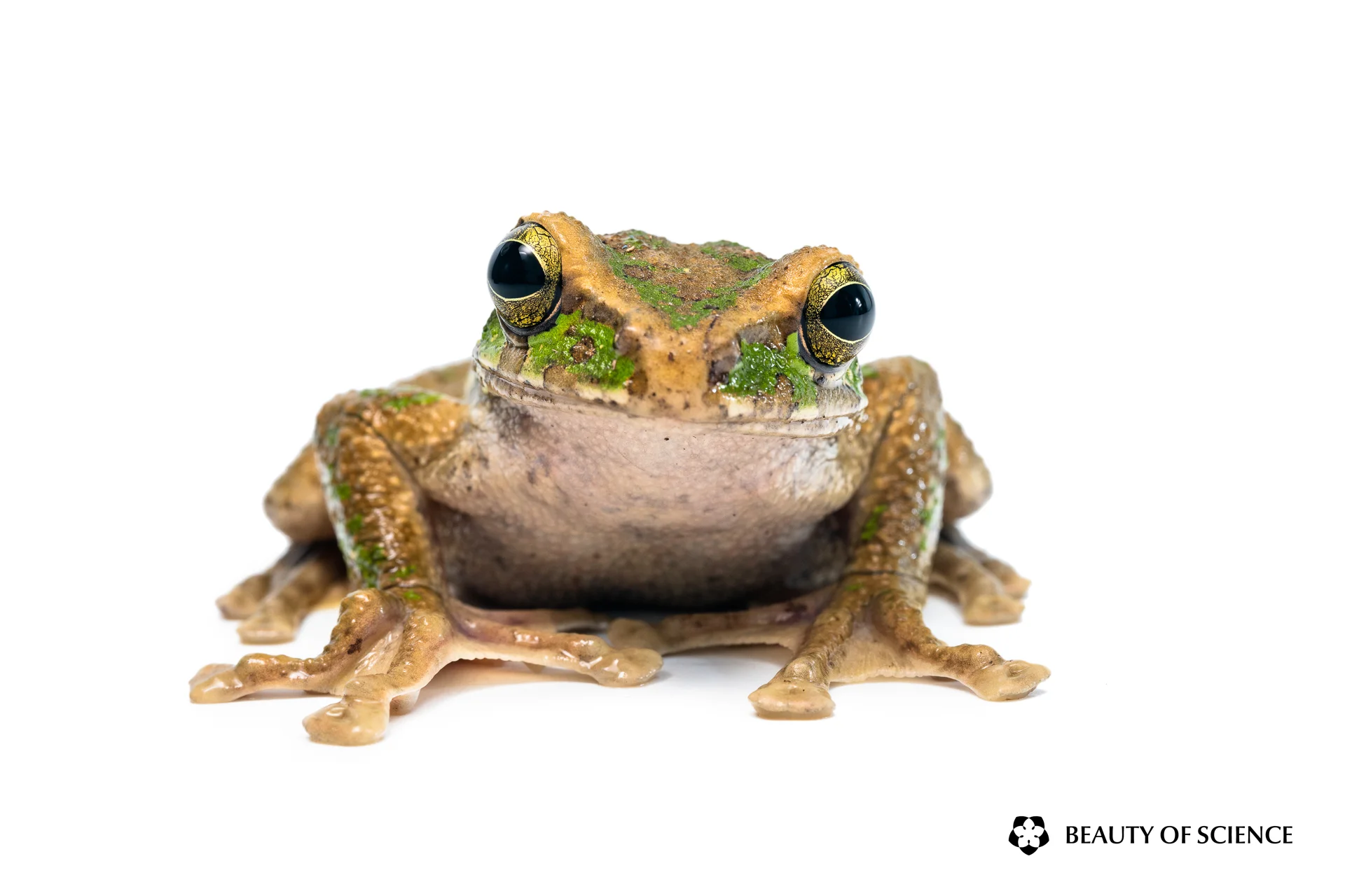 Omei Tree Frog — Beauty of Science