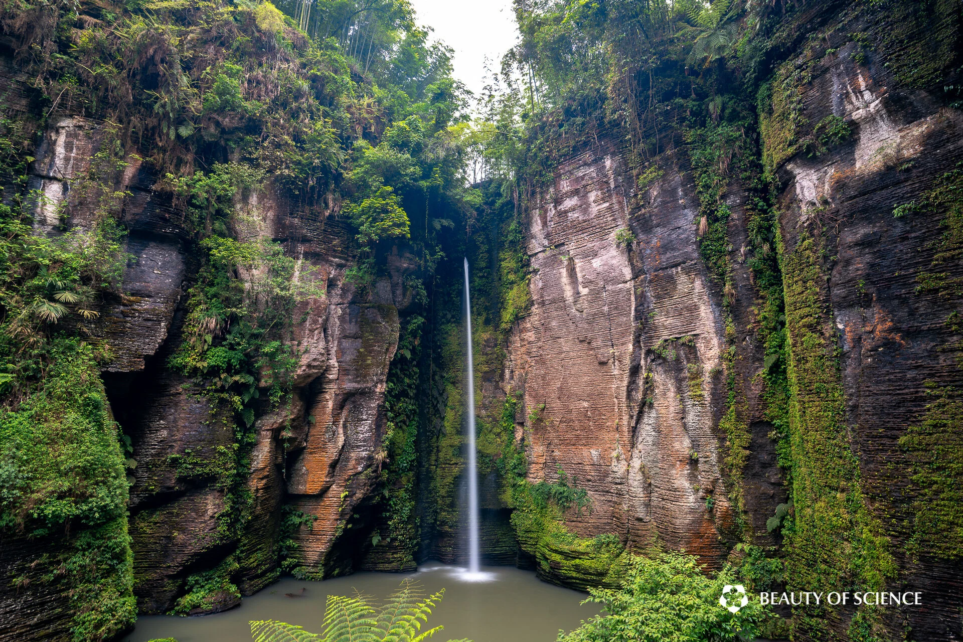 Red-Spotted Toothed Toad — Beauty of Science