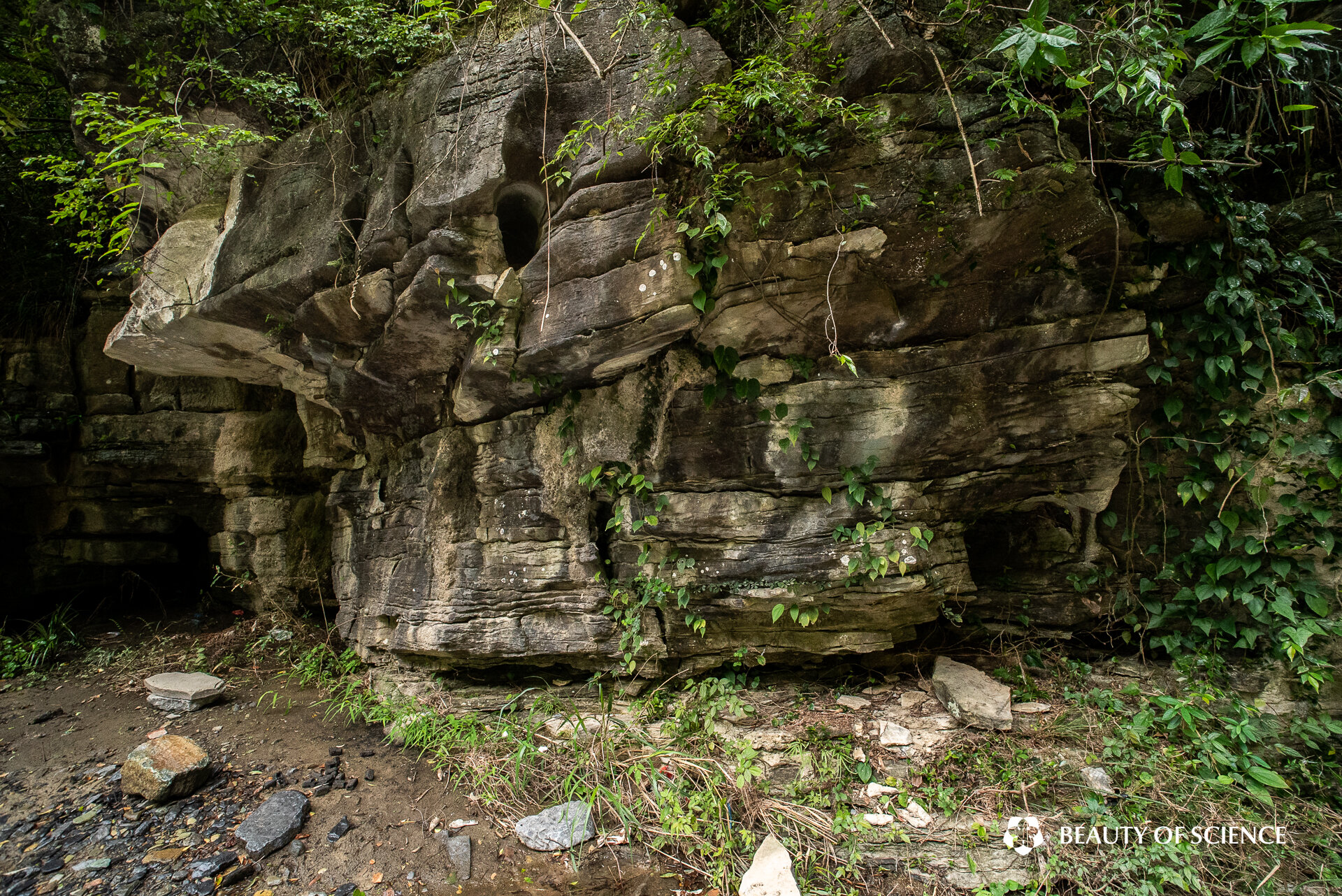 Red-Spotted Toothed Toad — Beauty of Science