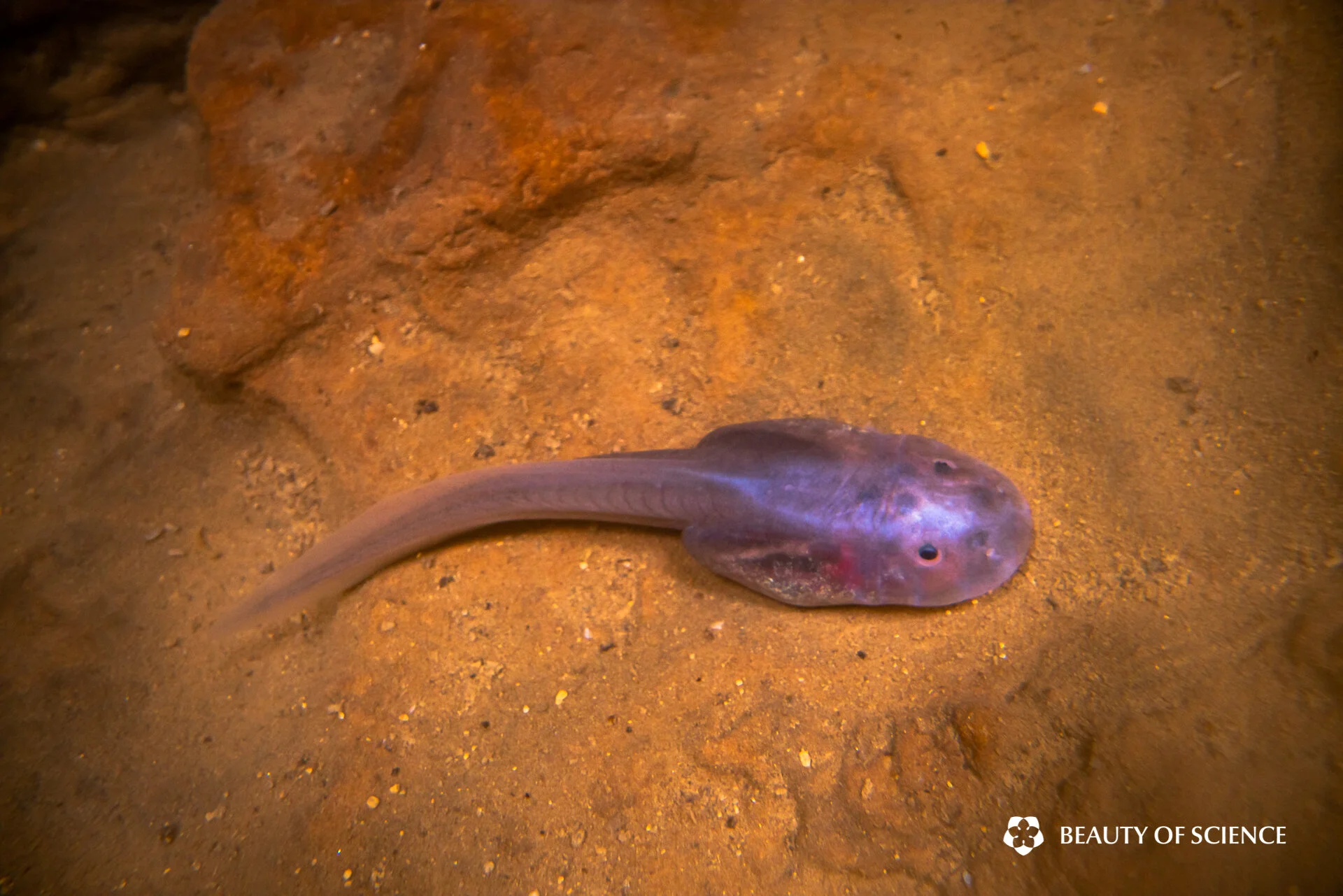 Red-Spotted Toothed Toad — Beauty of Science