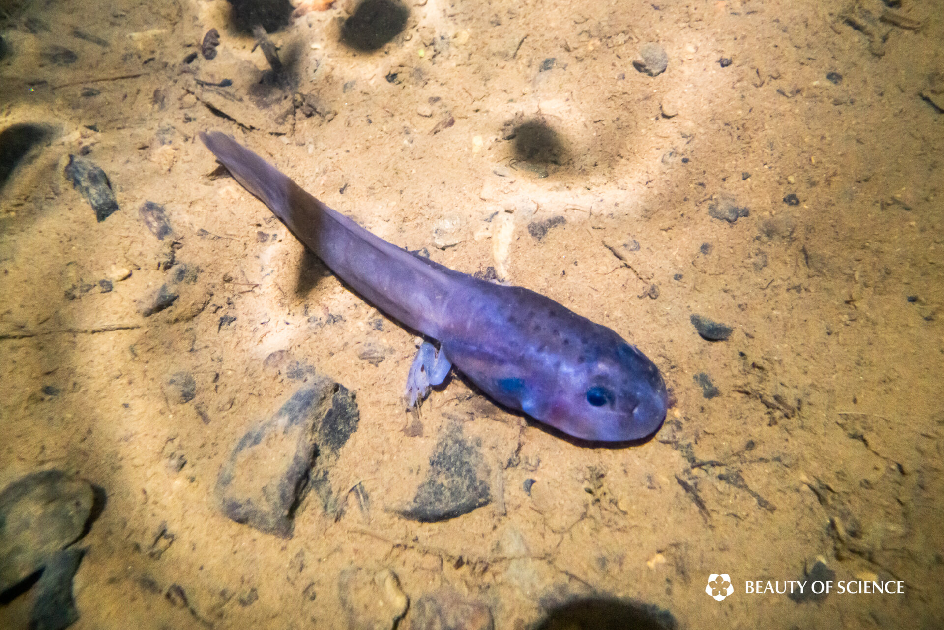 Red-Spotted Toothed Toad — Beauty of Science