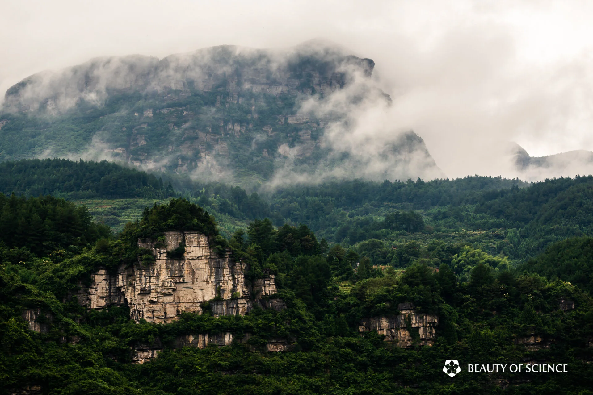 Red-Spotted Toothed Toad — Beauty of Science