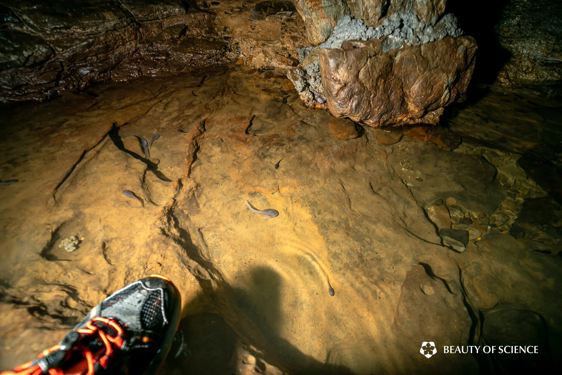 Red-Spotted Toothed Toad — Beauty of Science