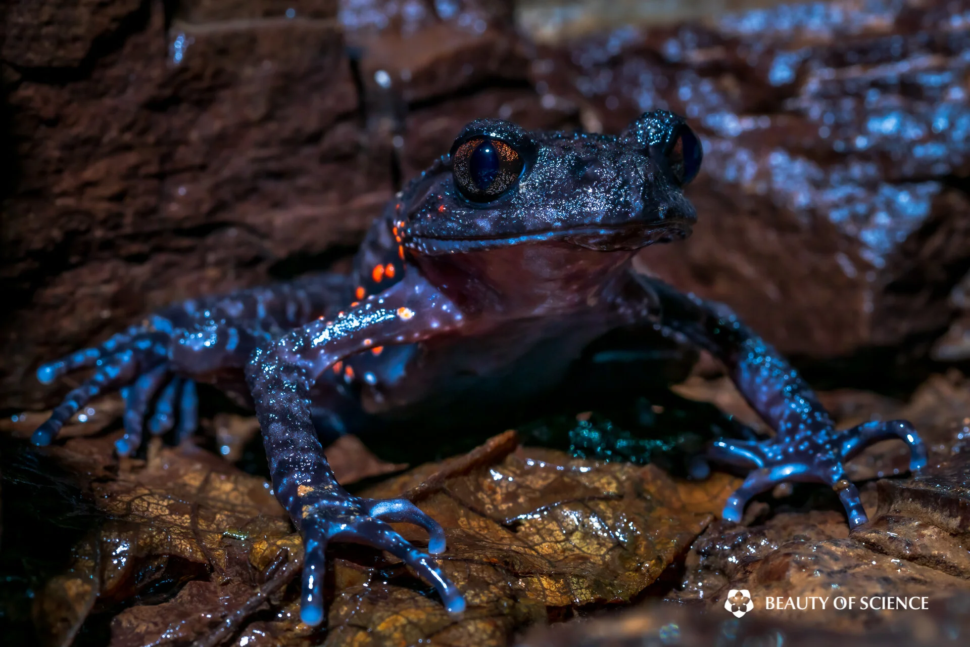 Red-Spotted Toothed Toad — Beauty of Science