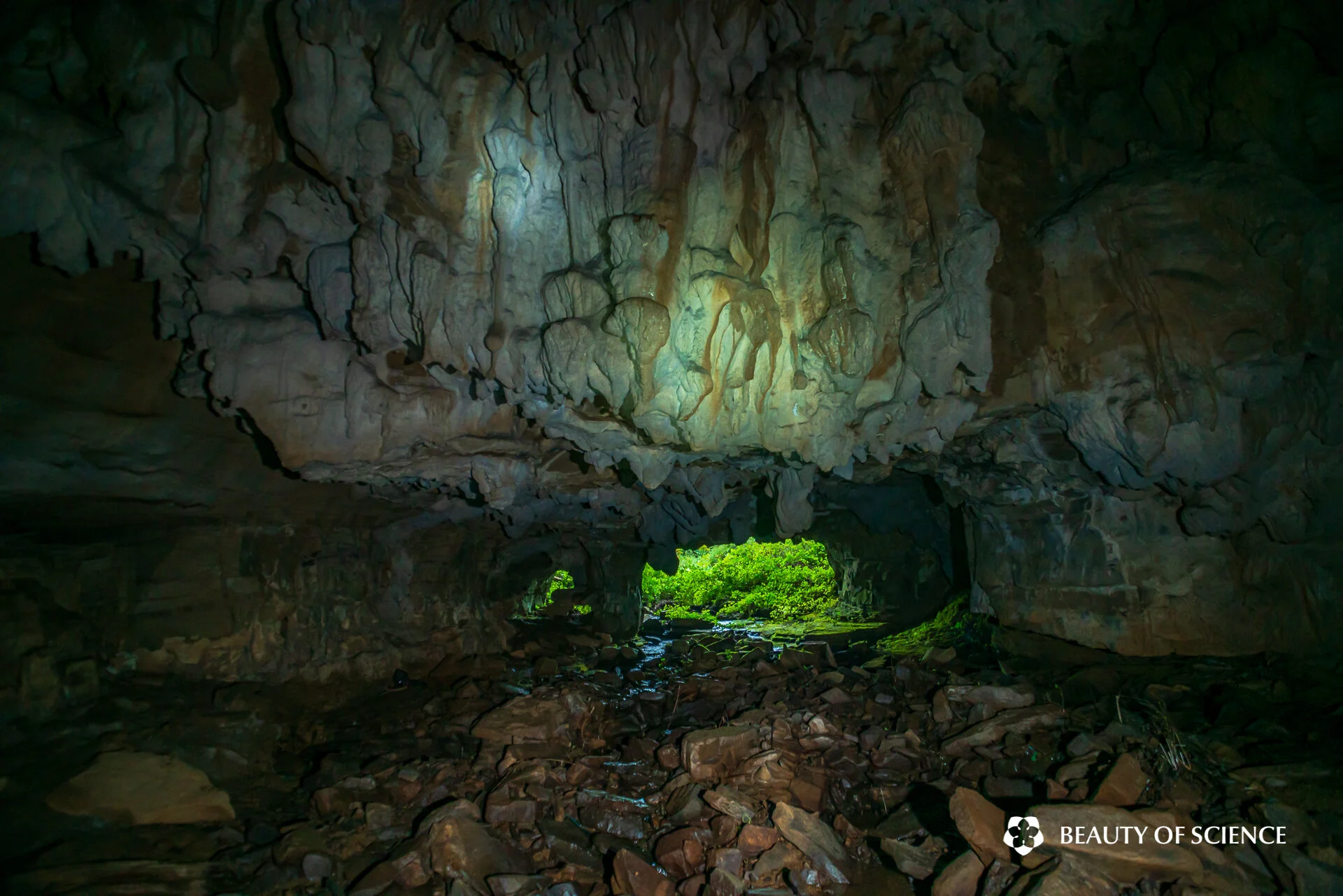 Red-Spotted Toothed Toad — Beauty of Science