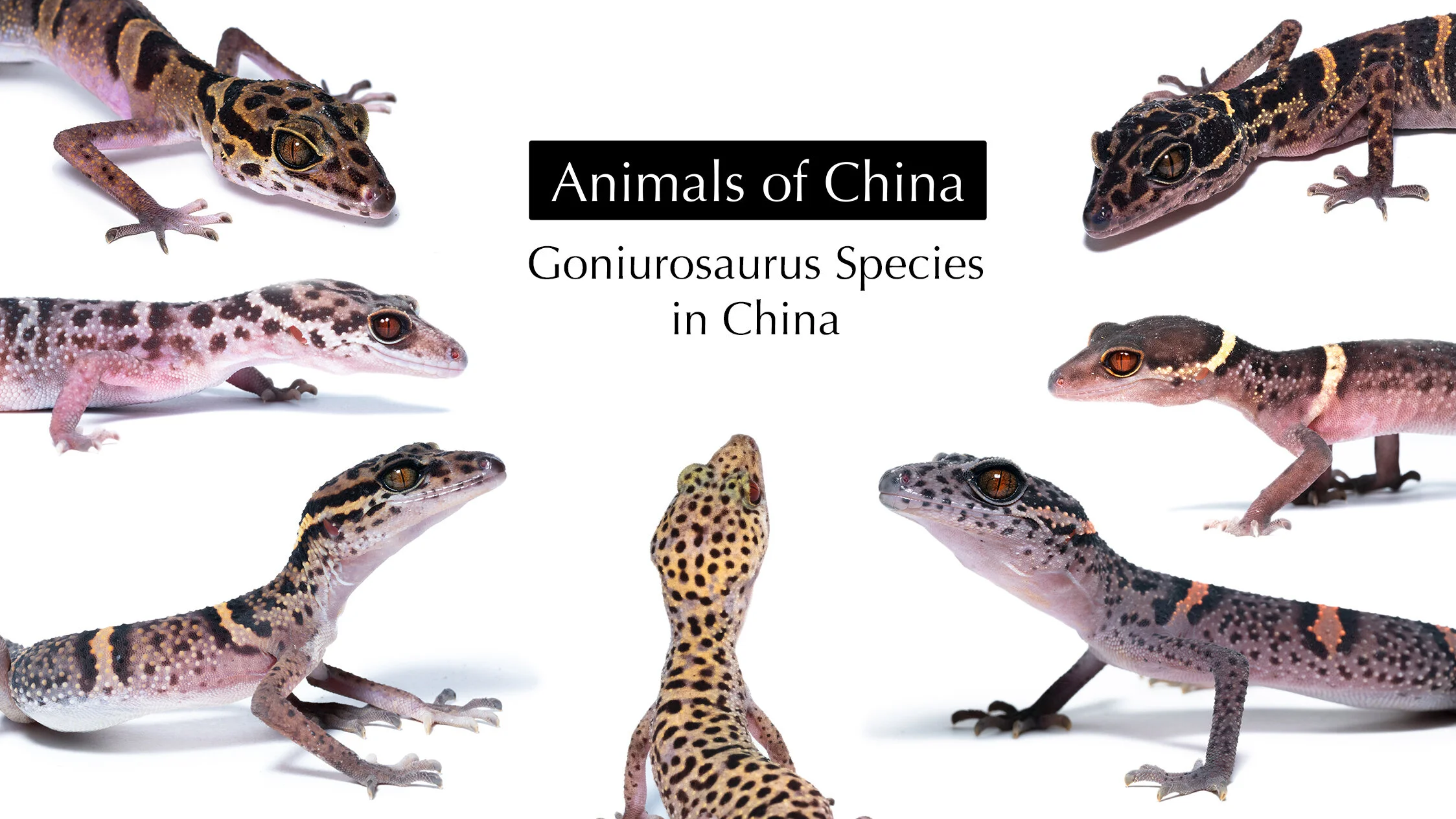 Animals of China — Beauty of Science