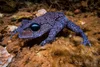 Emei Moustache Toad — Beauty of Science