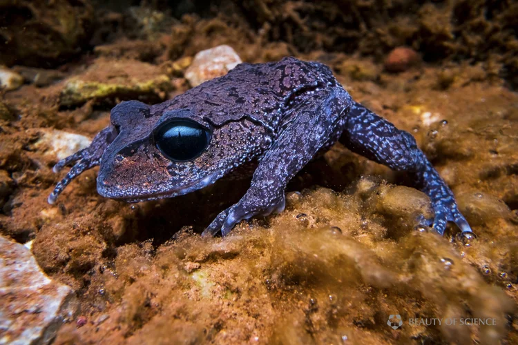 Emei Moustache Toad — Beauty of Science