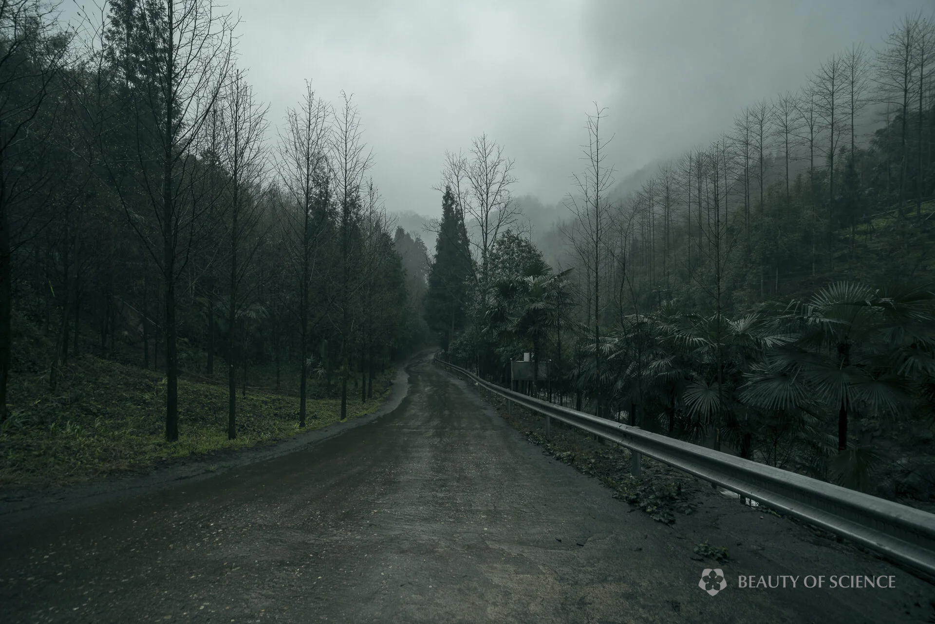 Emei Moustache Toad — Beauty of Science