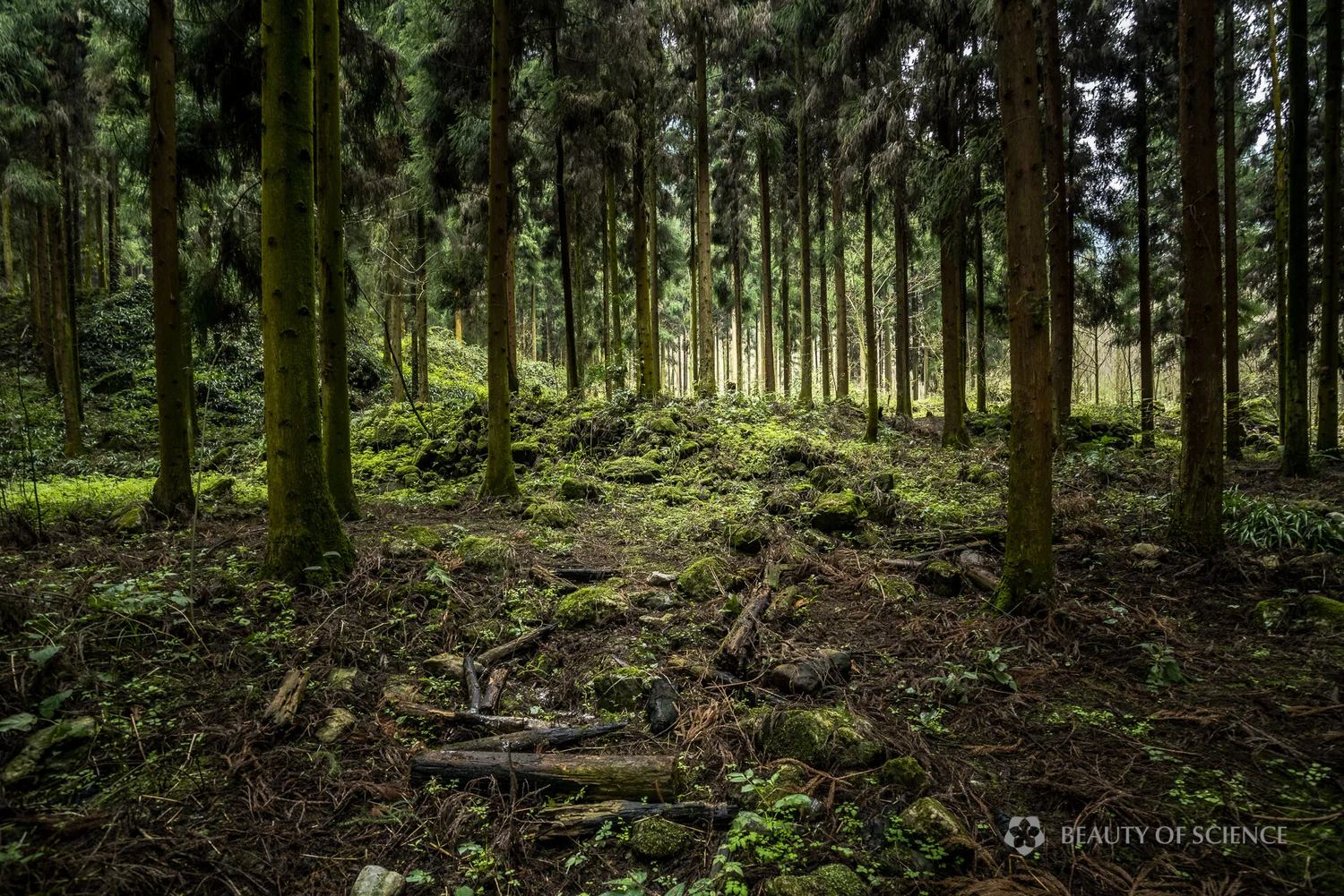 Emei Moustache Toad — Beauty of Science