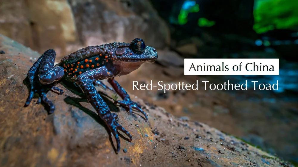 Red-Spotted Toothed Toad — Beauty of Science