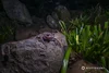 Emei Moustache Toad — Beauty of Science