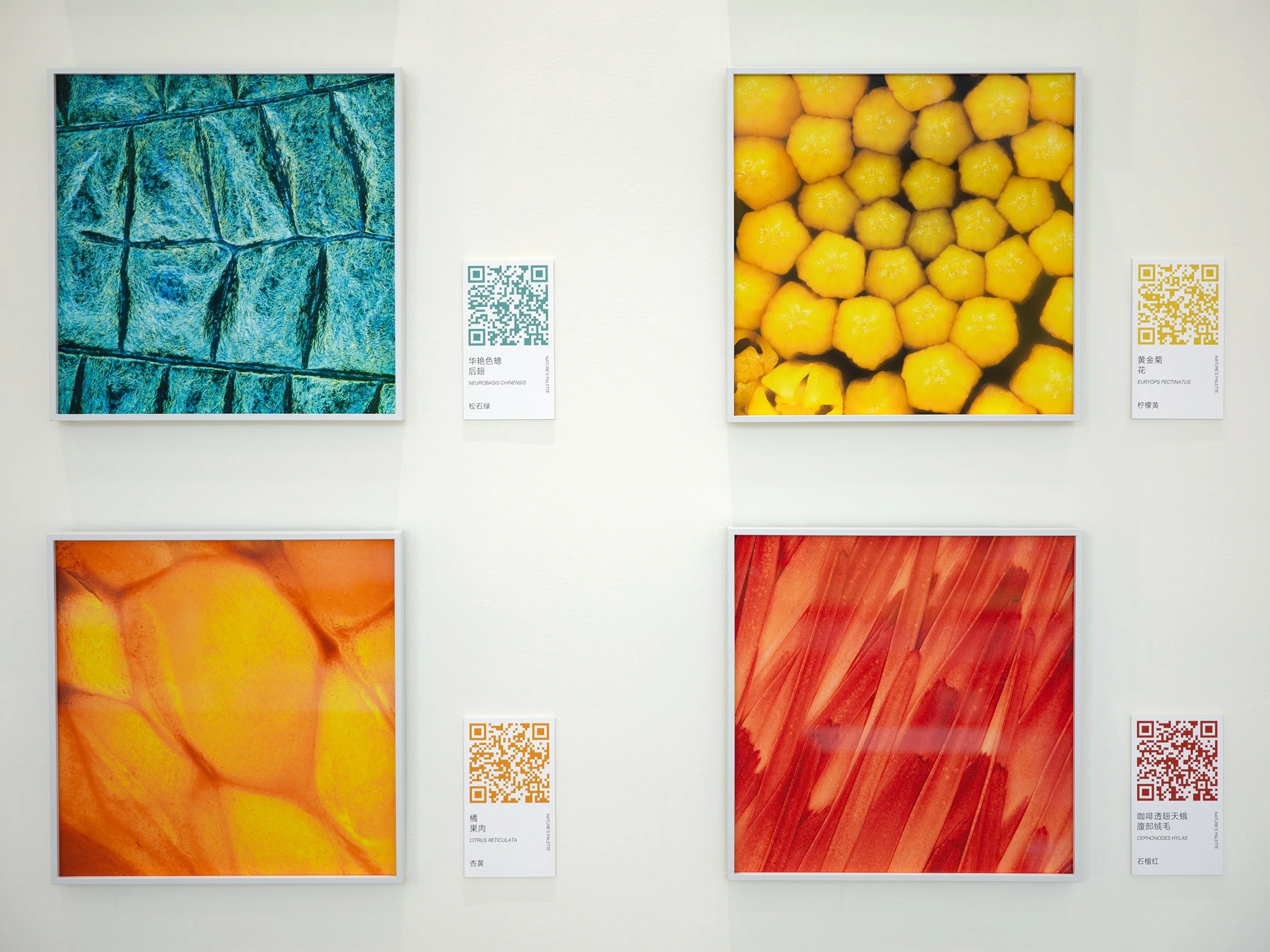 Nature's Palette — Beauty of Science