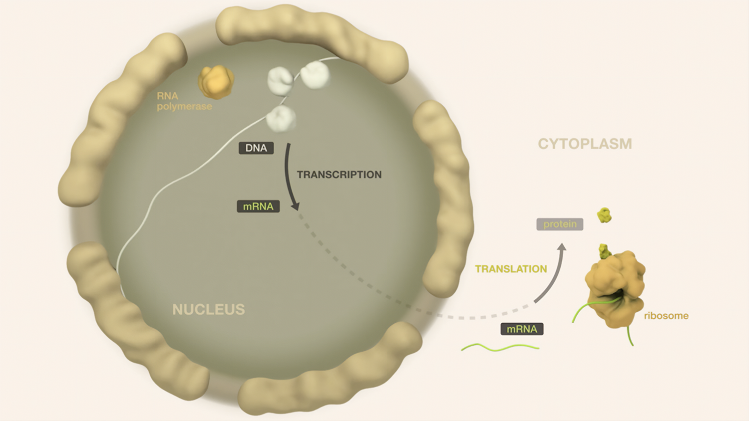 Life Science Visualization — Beauty of Science