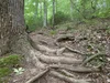 Race Info — The Devil Dog Ultras