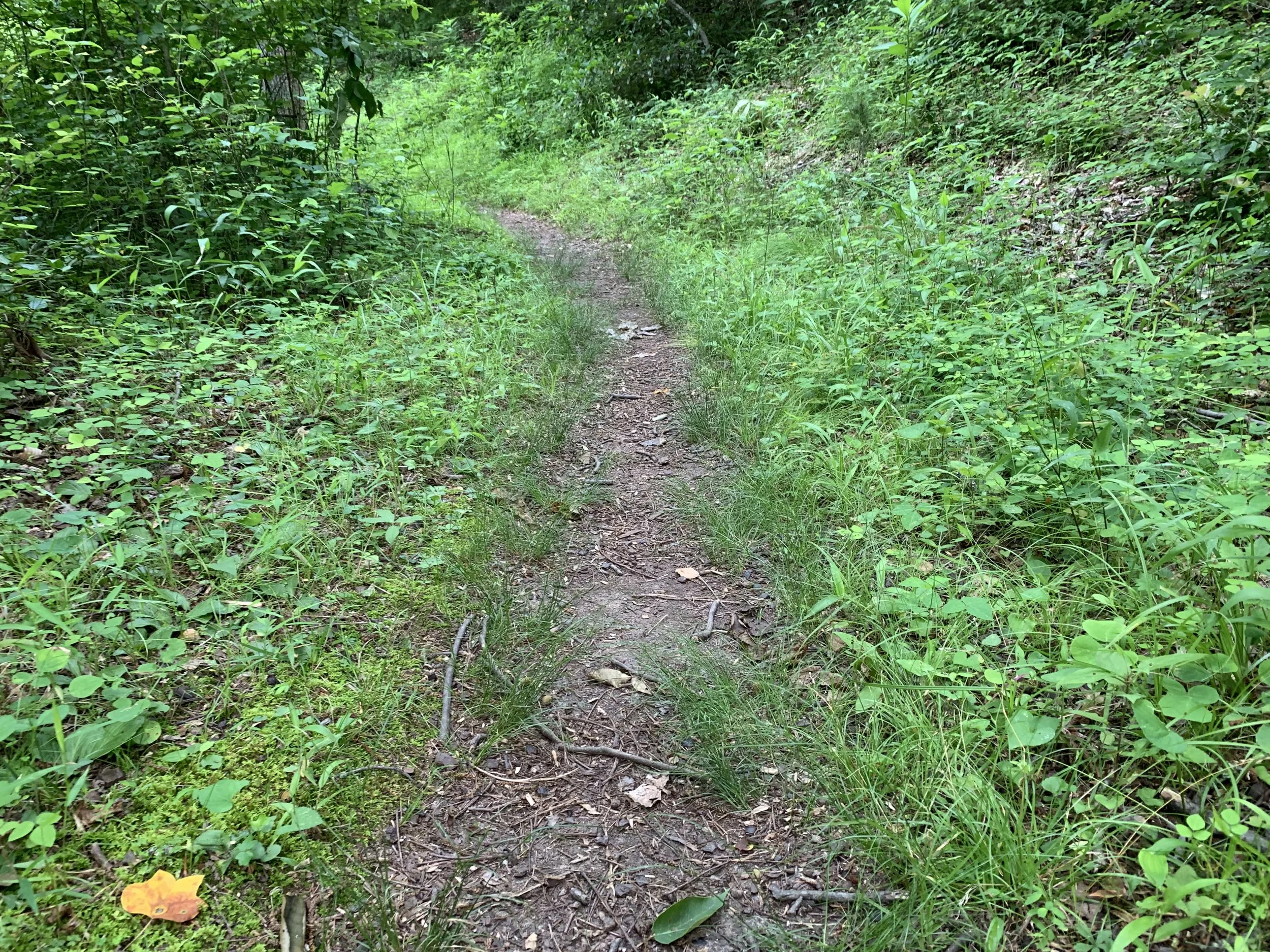 Race Info — The Devil Dog Ultras