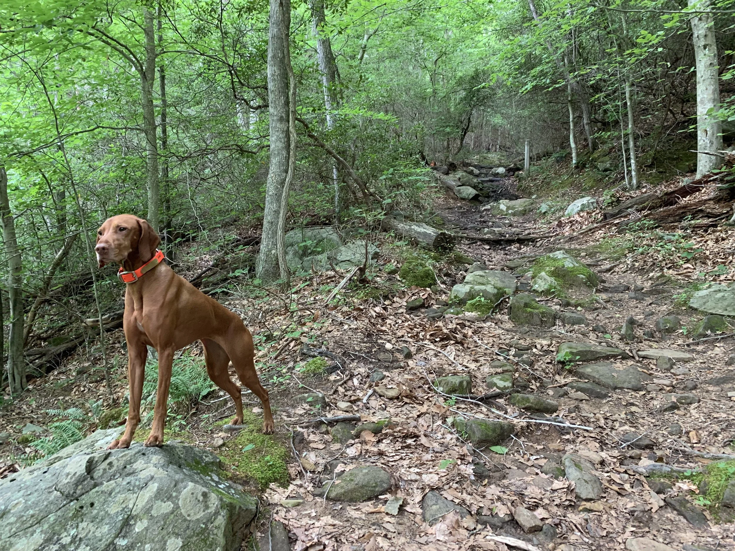 Race Info — The Devil Dog Ultras