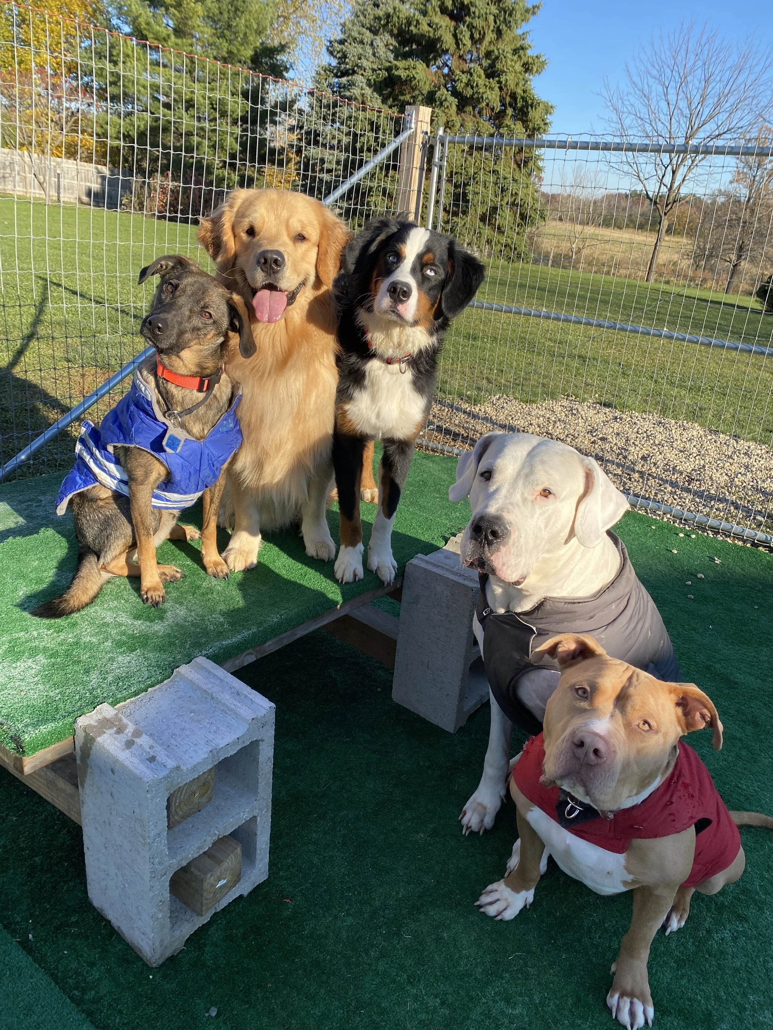 DOGS 360 Training & Rehabilitation