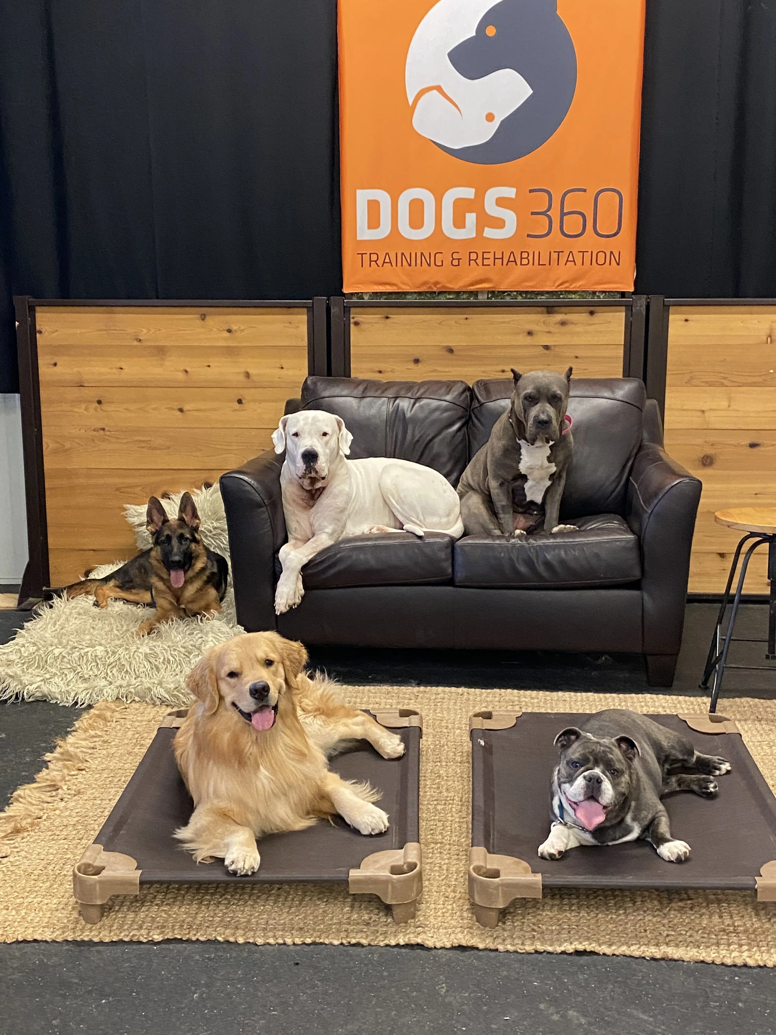 DOGS 360 Training & Rehabilitation